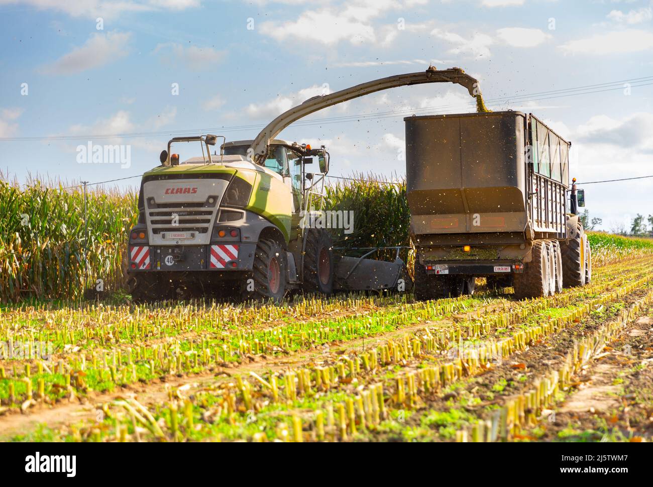 Process of corn silage harvest at farm Stock Photo - Alamy