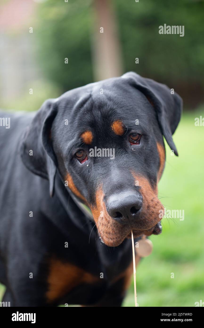 Rottweiler Allemand Adulte Rottweiler Breeders | Rottweiler Puppies