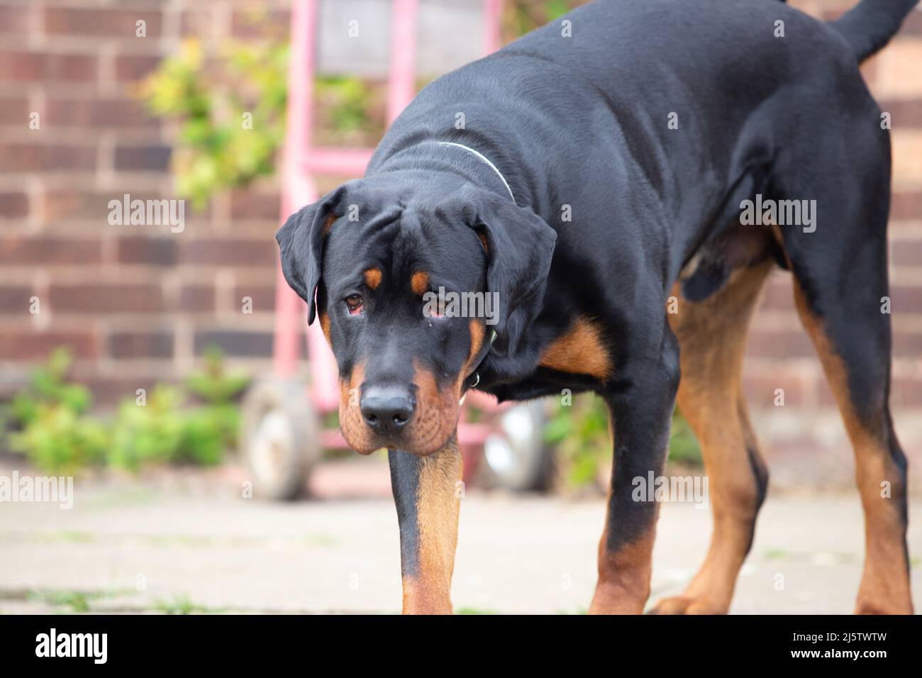 Rottweiler cross in garden stood looking Stock Photo - Alamy