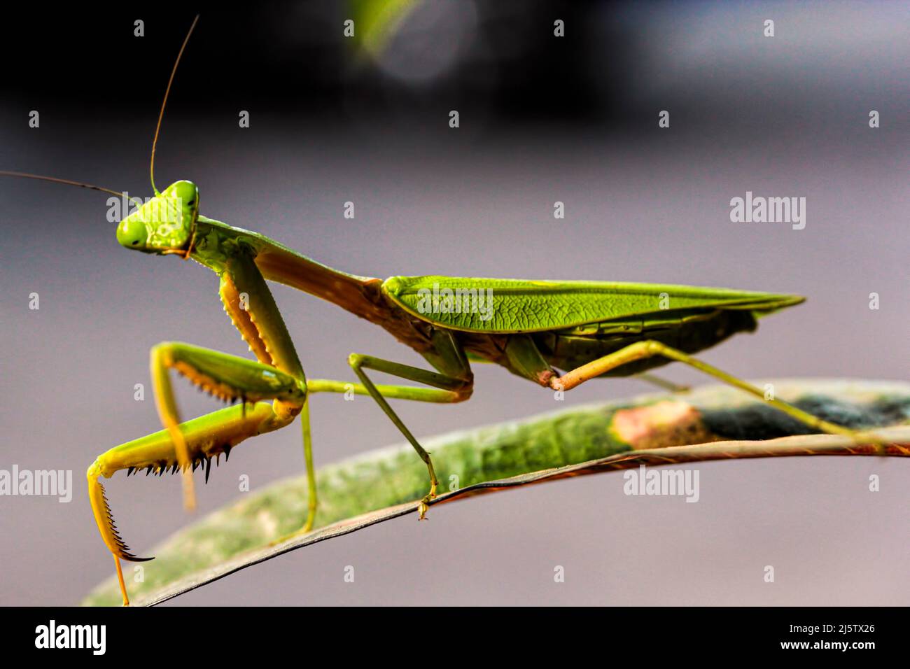 Photografi macro hi-res stock photography and images - Alamy