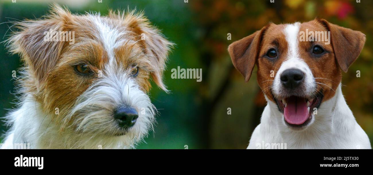 Happy jack russell terrier puppy autumn outdoor portrait. With copy ...