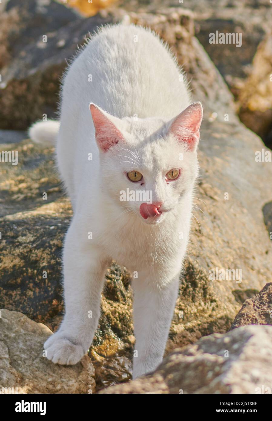 a beautiful white cat walks on the rocks on the sea Stock Photo - Alamy