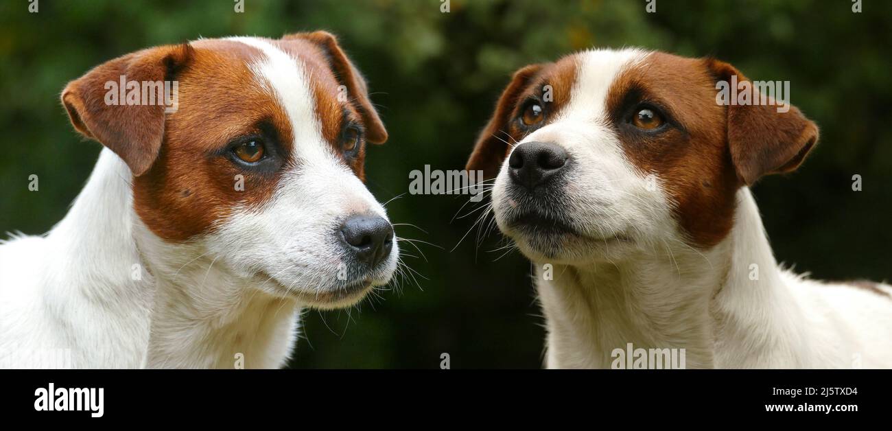 Portrait of serious, confident jack russell terrier Male dog on bright ...
