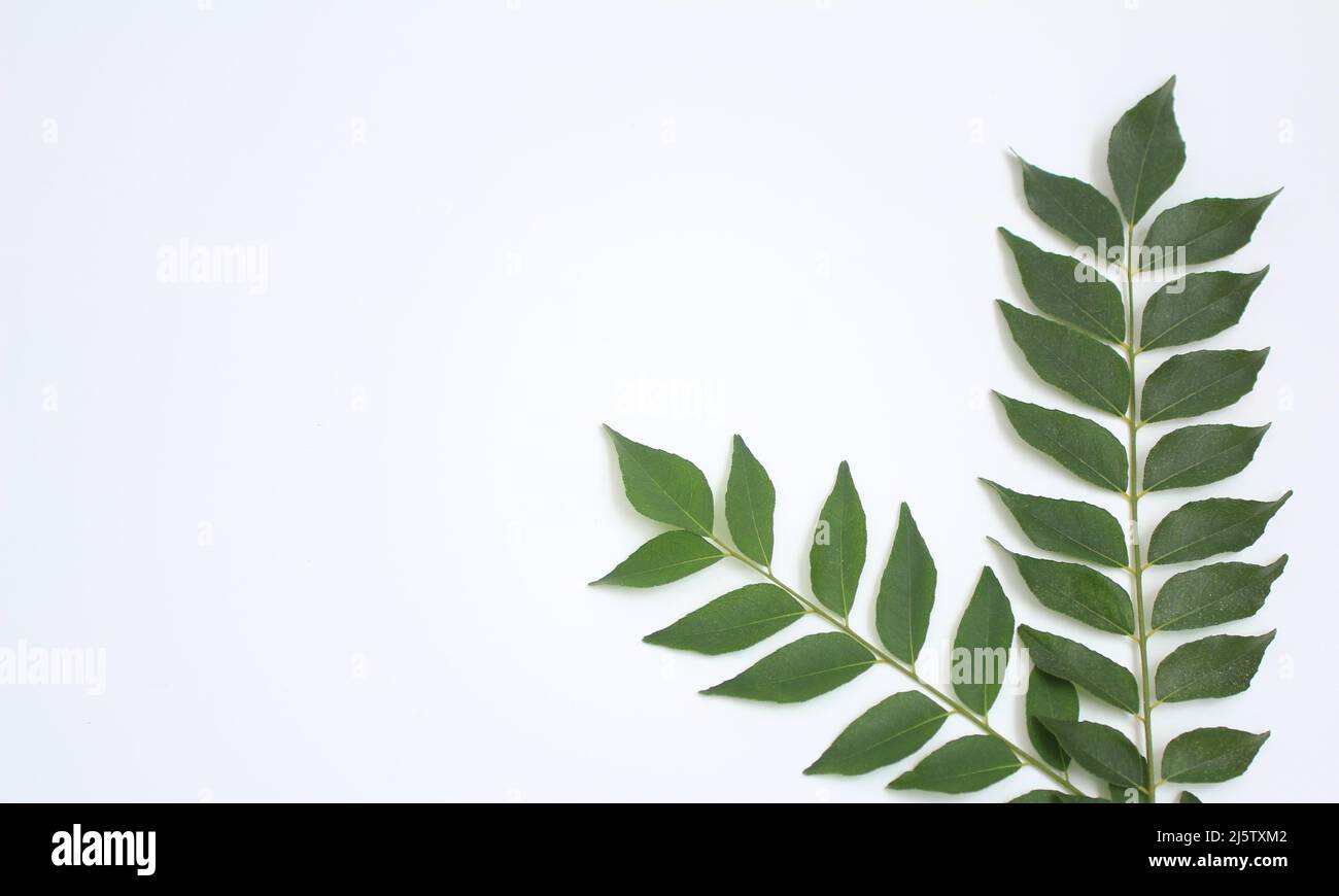 Curry leaf anatomy hi-res stock photography and images - Alamy