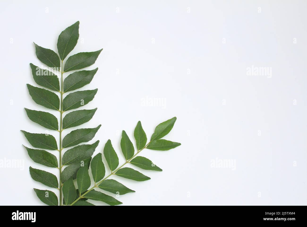 Curry leaf anatomy hi-res stock photography and images - Alamy