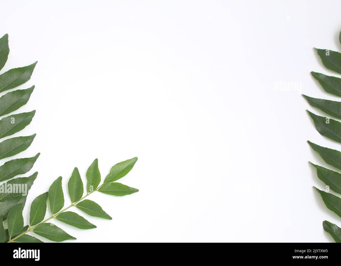 Curry leaf anatomy hi-res stock photography and images - Alamy