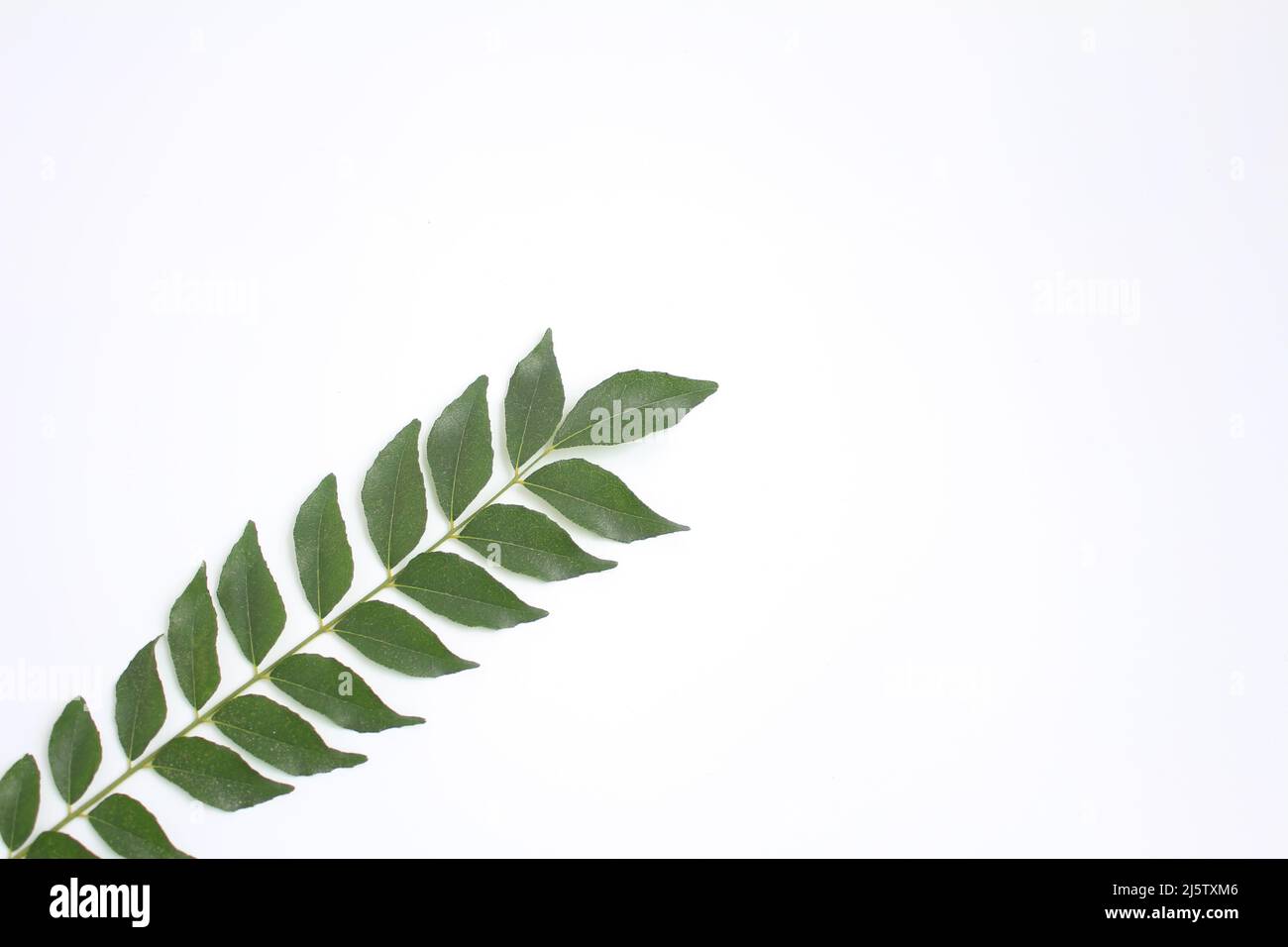 Curry leaf anatomy hi-res stock photography and images - Alamy