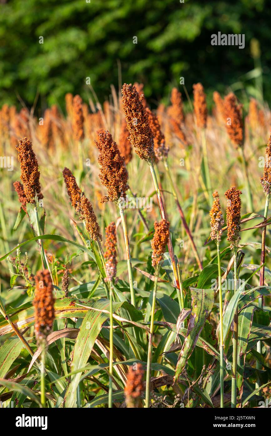 Millet or Sorghum an important cereal crop in field, Sorghum a widely ...