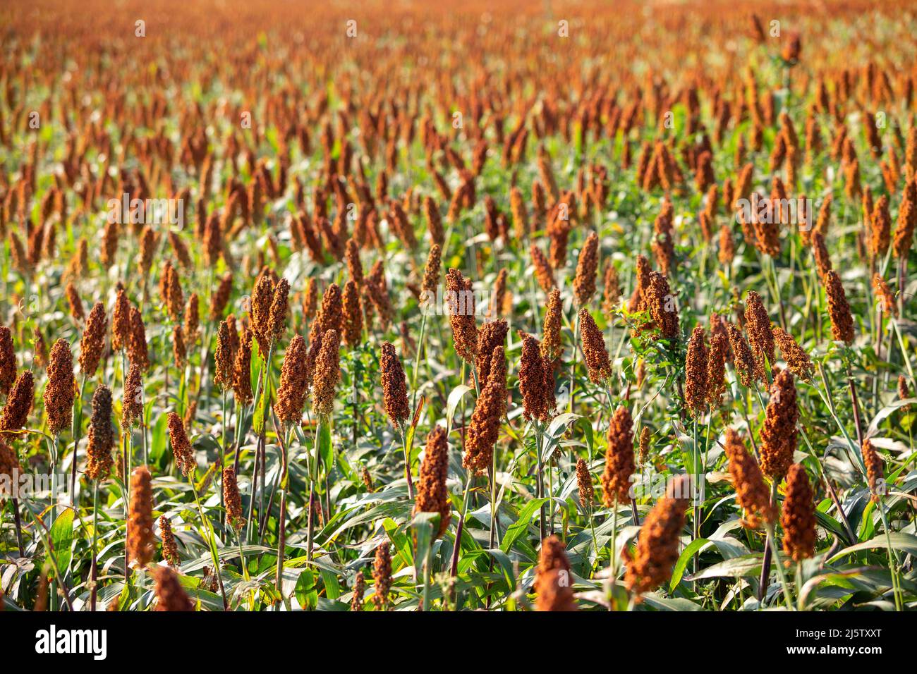 Millet or Sorghum an important cereal crop in field, Sorghum a widely ...