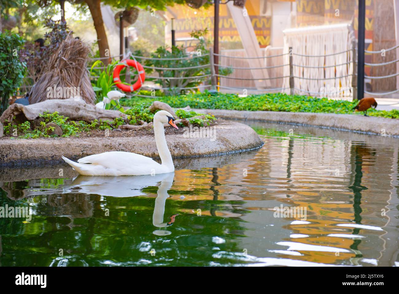 The lion and swan hi-res stock photography and images - Alamy