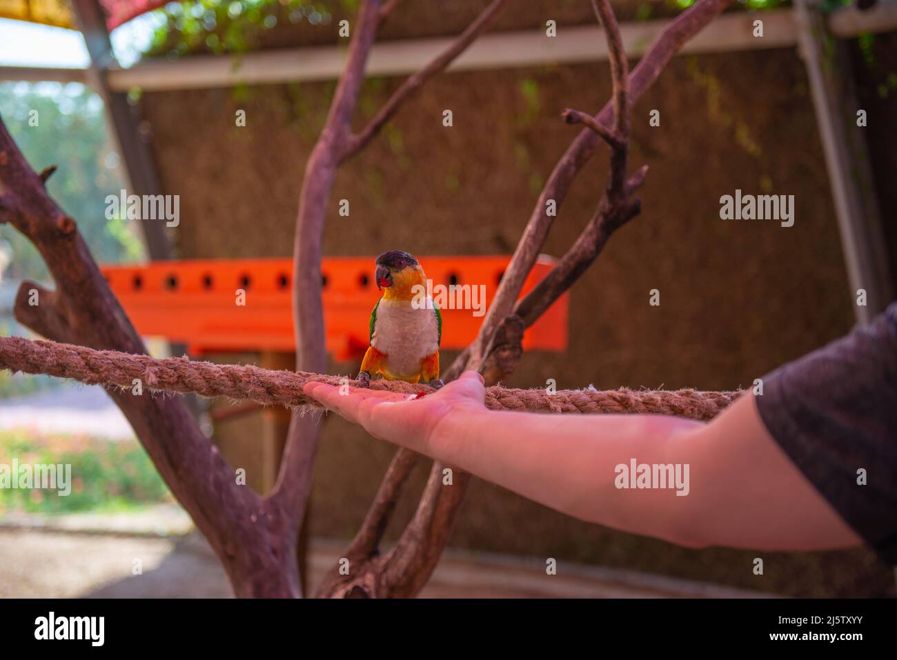 Tiger birds eye hi-res stock photography and images - Alamy