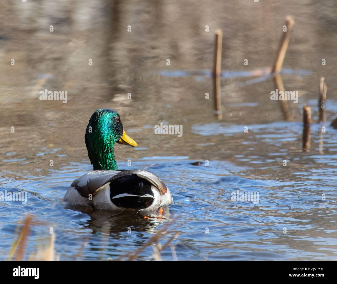 A male Mallard duck up close on the water Stock Photo - Alamy