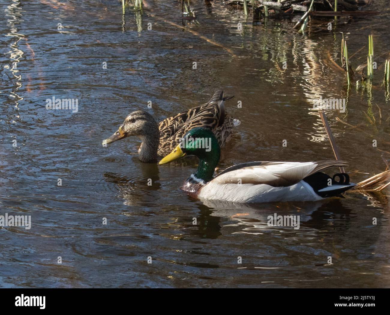 Pond habitat hi-res stock photography and images - Alamy