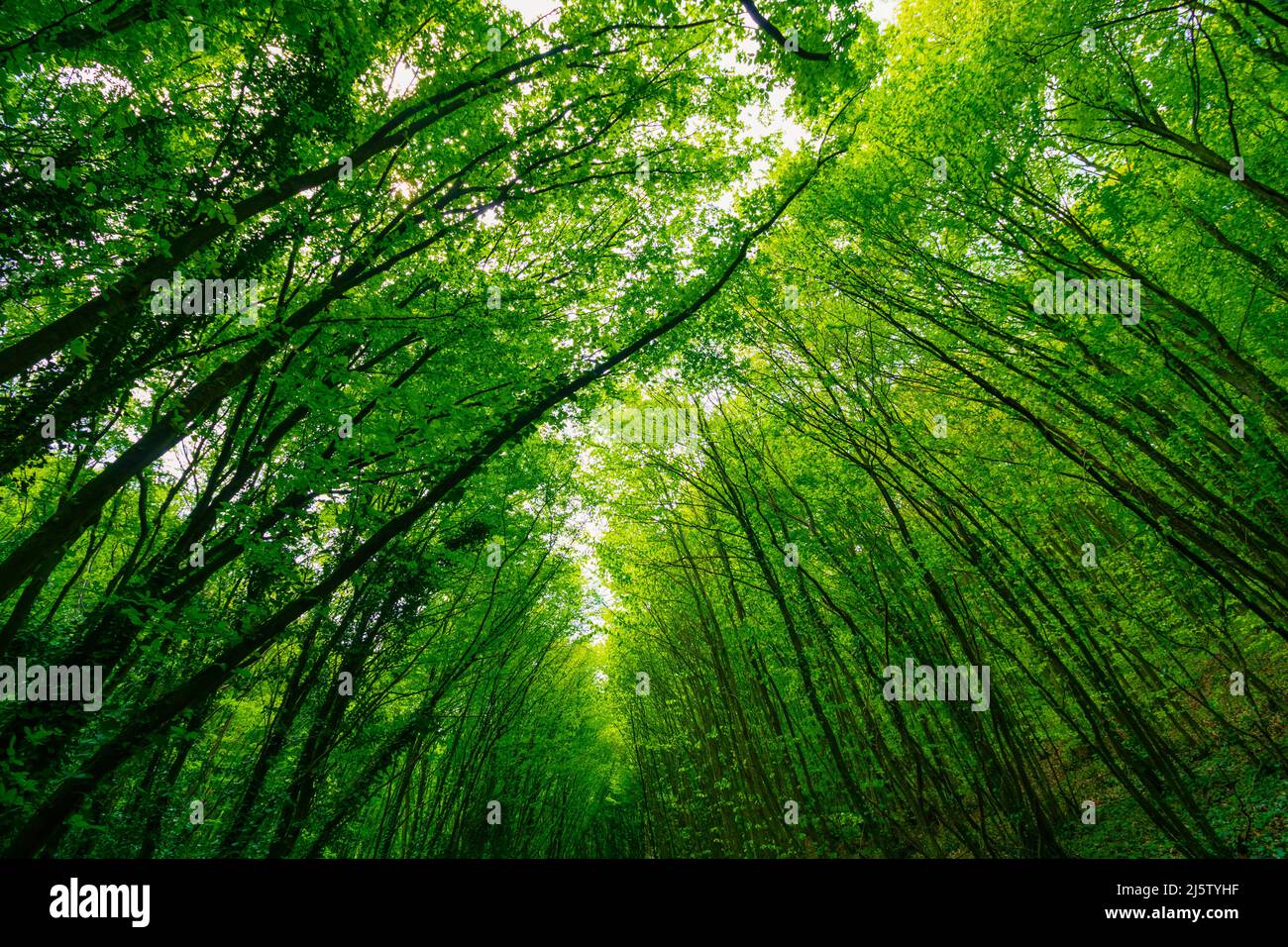 Lush forest. Low angle view of tall green trees. Trekking in the forest ...