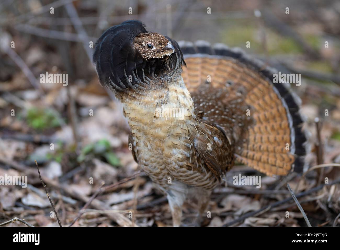 Ruffed grouse displaying hi-res stock photography and images - Alamy