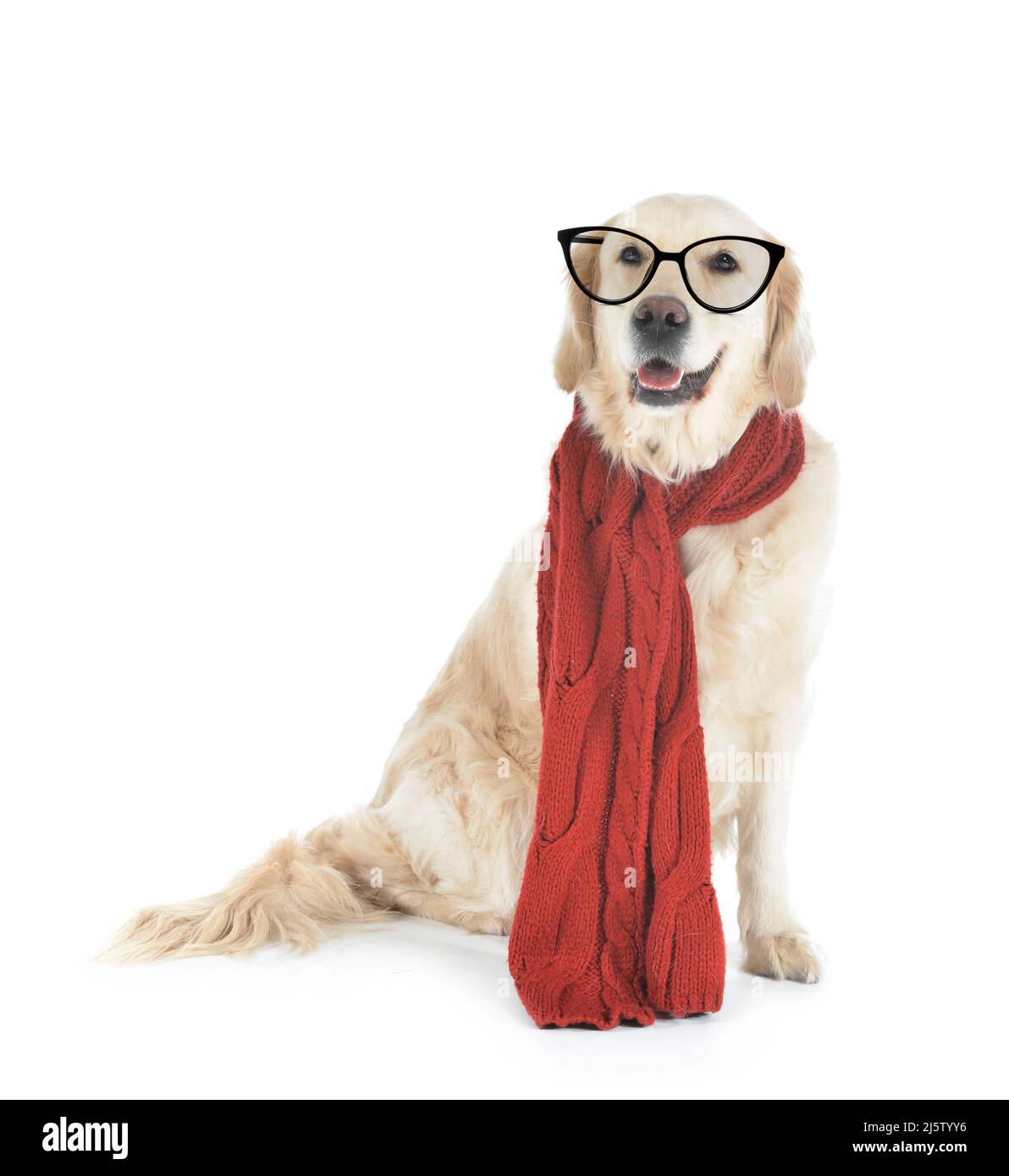 Cute Labrador wearing eyeglasses and scarf on white background Stock ...
