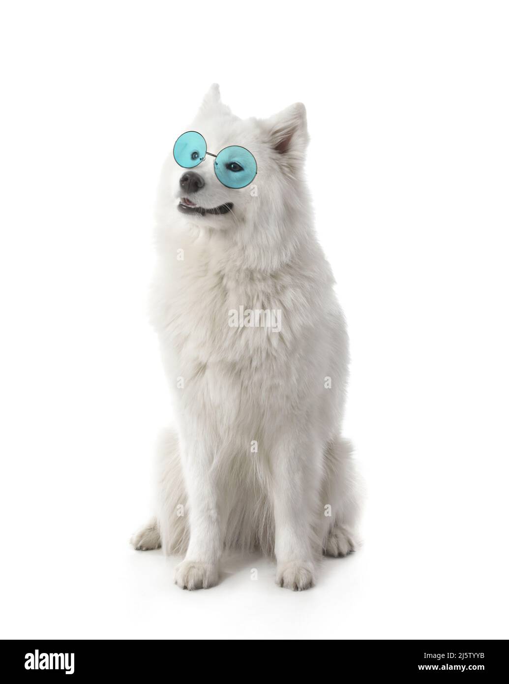 Cute Samoyed dog wearing eyeglasses on white background Stock Photo - Alamy