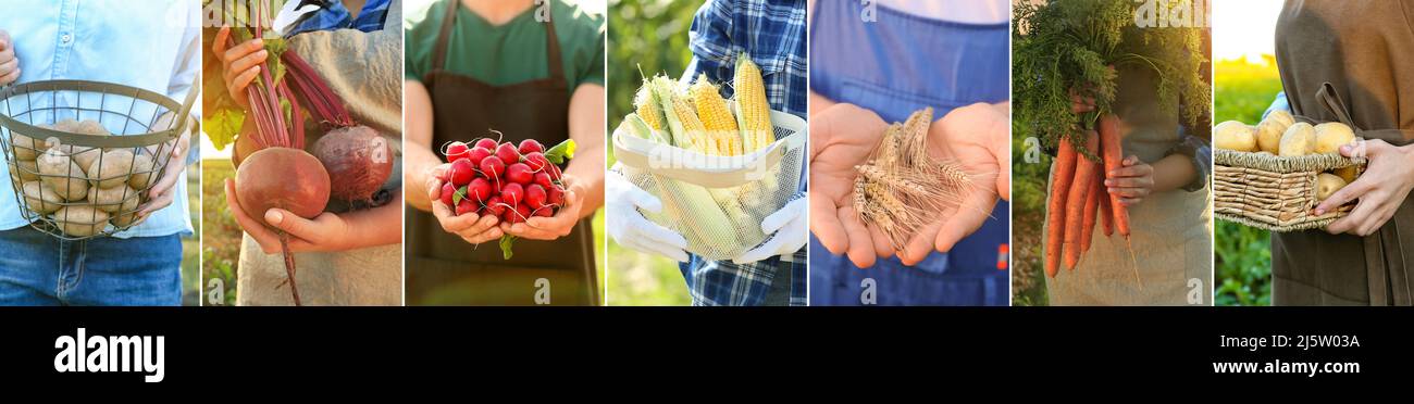 Collage with farmers holding their crop Stock Photo - Alamy