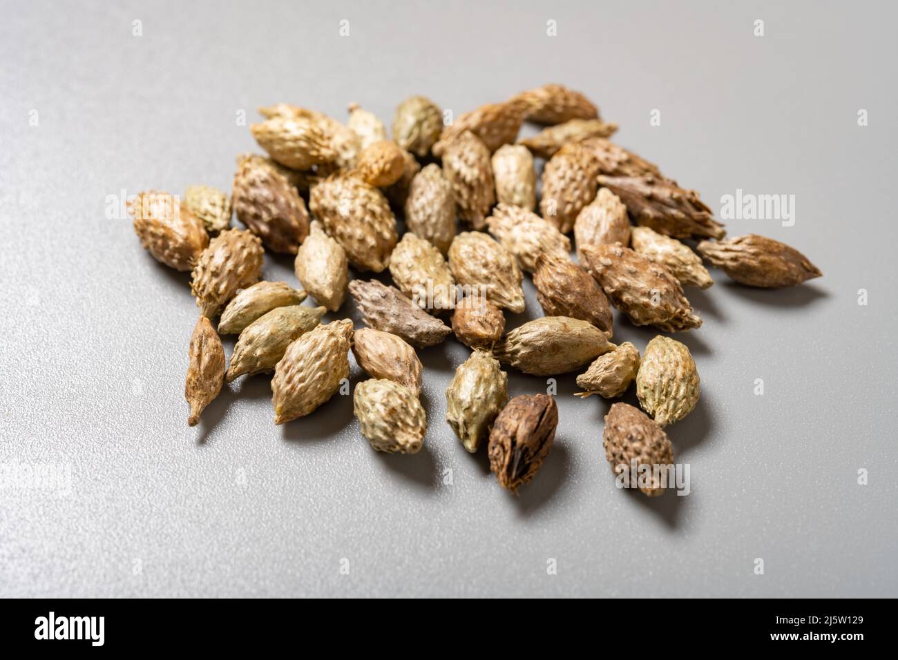 Siberian cocklebur hi-res stock photography and images - Alamy