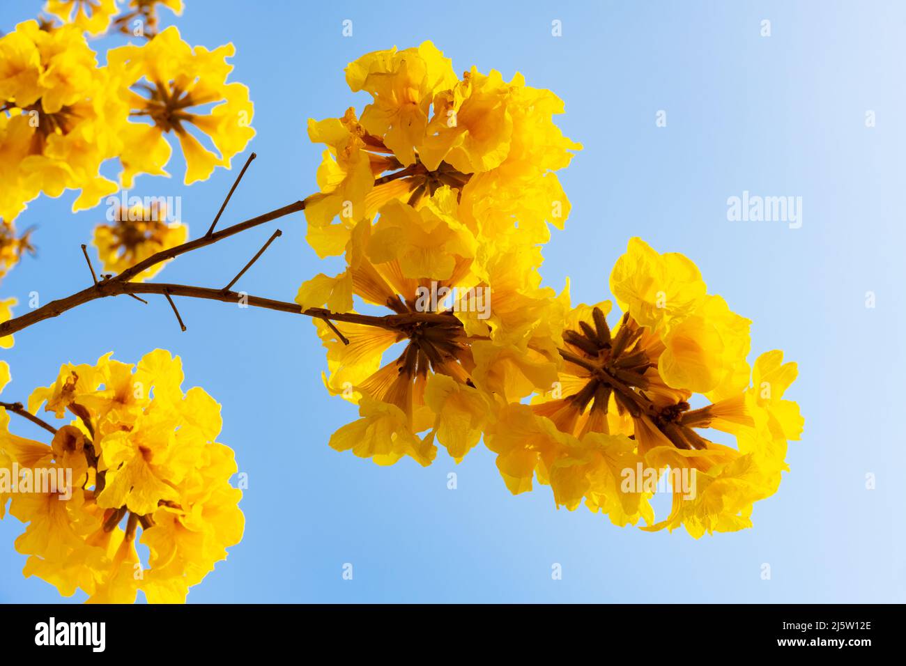 blooming Guayacan or Handroanthus chrysanthus or Golden Bell Tree ...