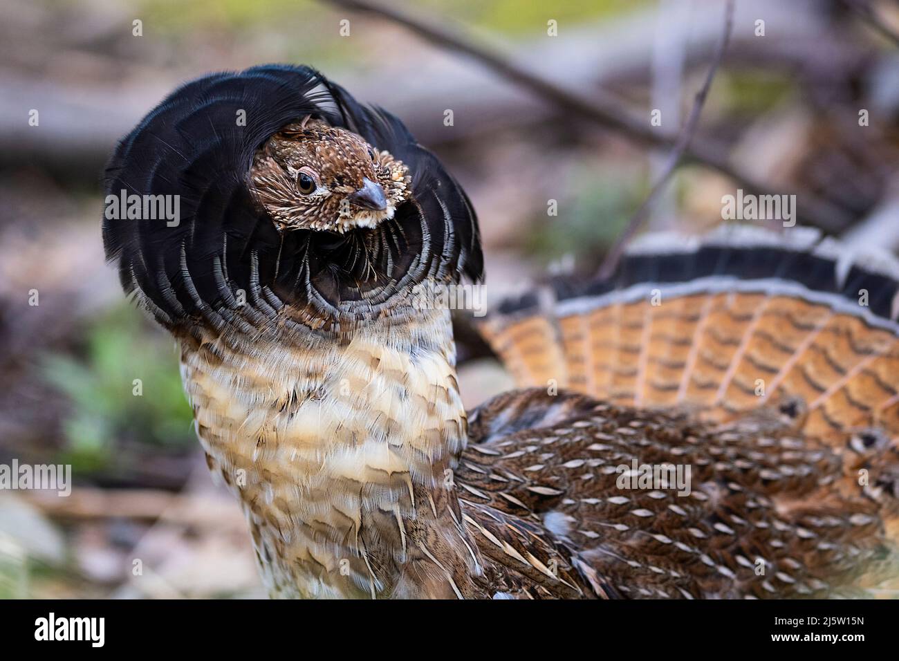A Male Ruffed Grouse in the spring in Minnesota Stock Photo - Alamy