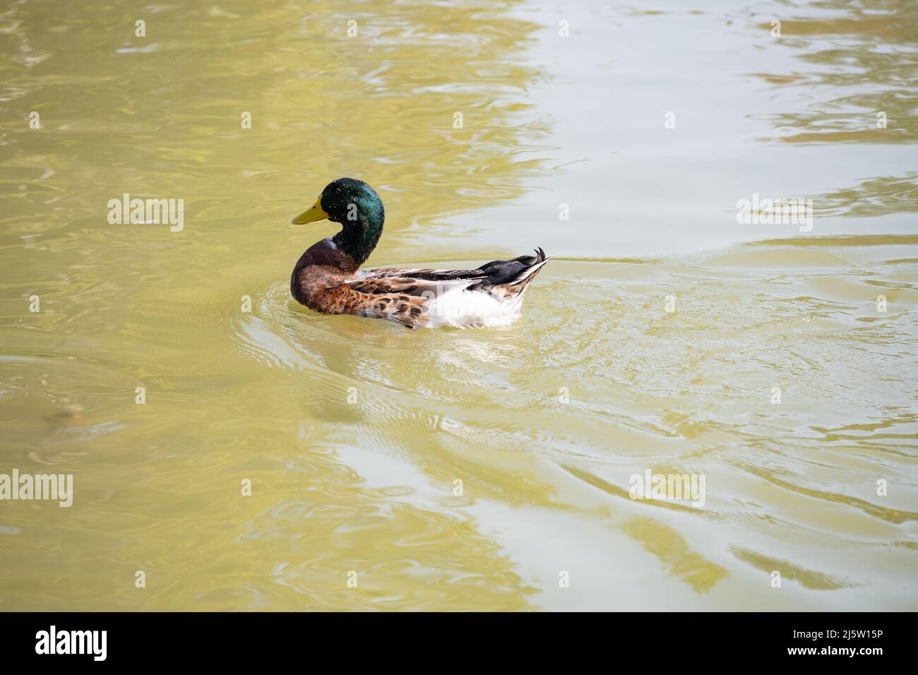 mallard duck floating on a pond Stock Photo - Alamy