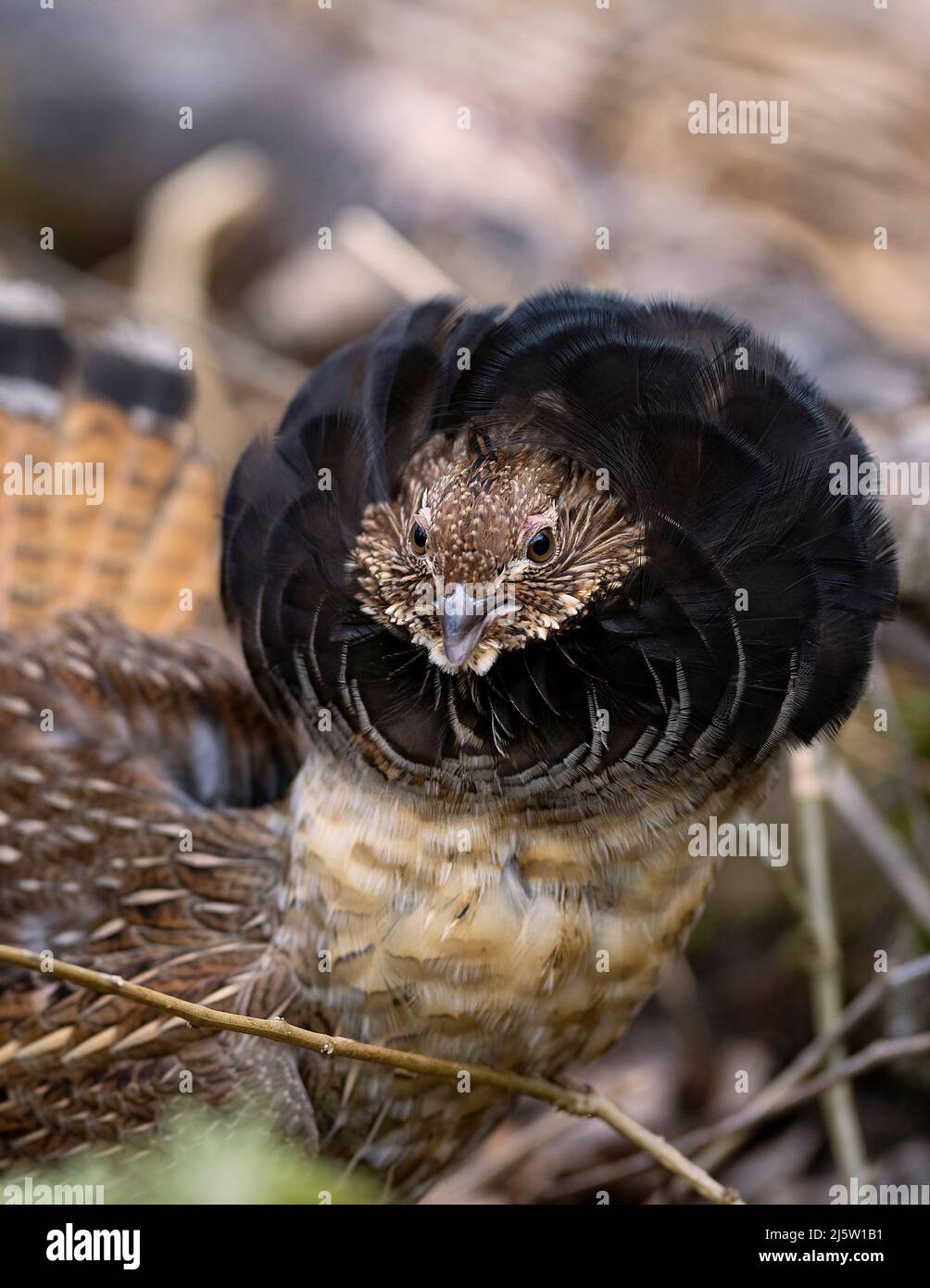 Ruffed grouse displaying hi-res stock photography and images - Alamy