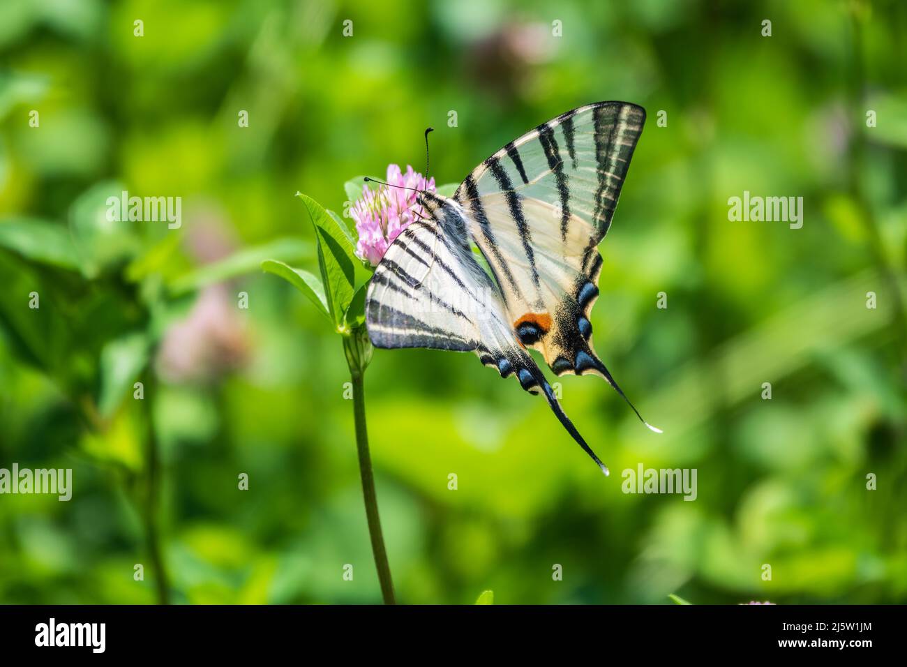 Beautiful Butterfly Scarce Swallowtail, Sail Swallowtail, Pear-tree ...