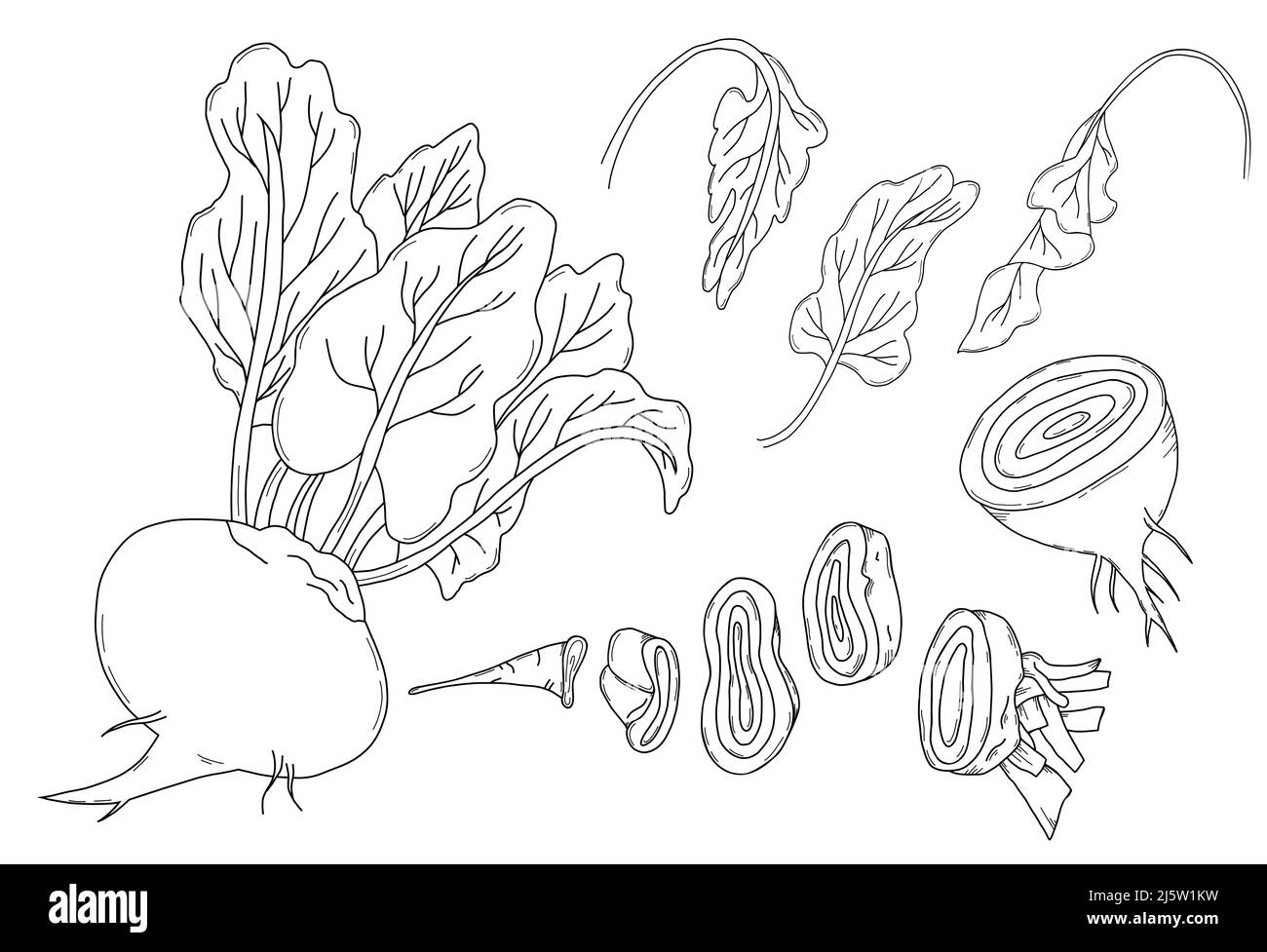 Diagram Of The Vegetable Beets