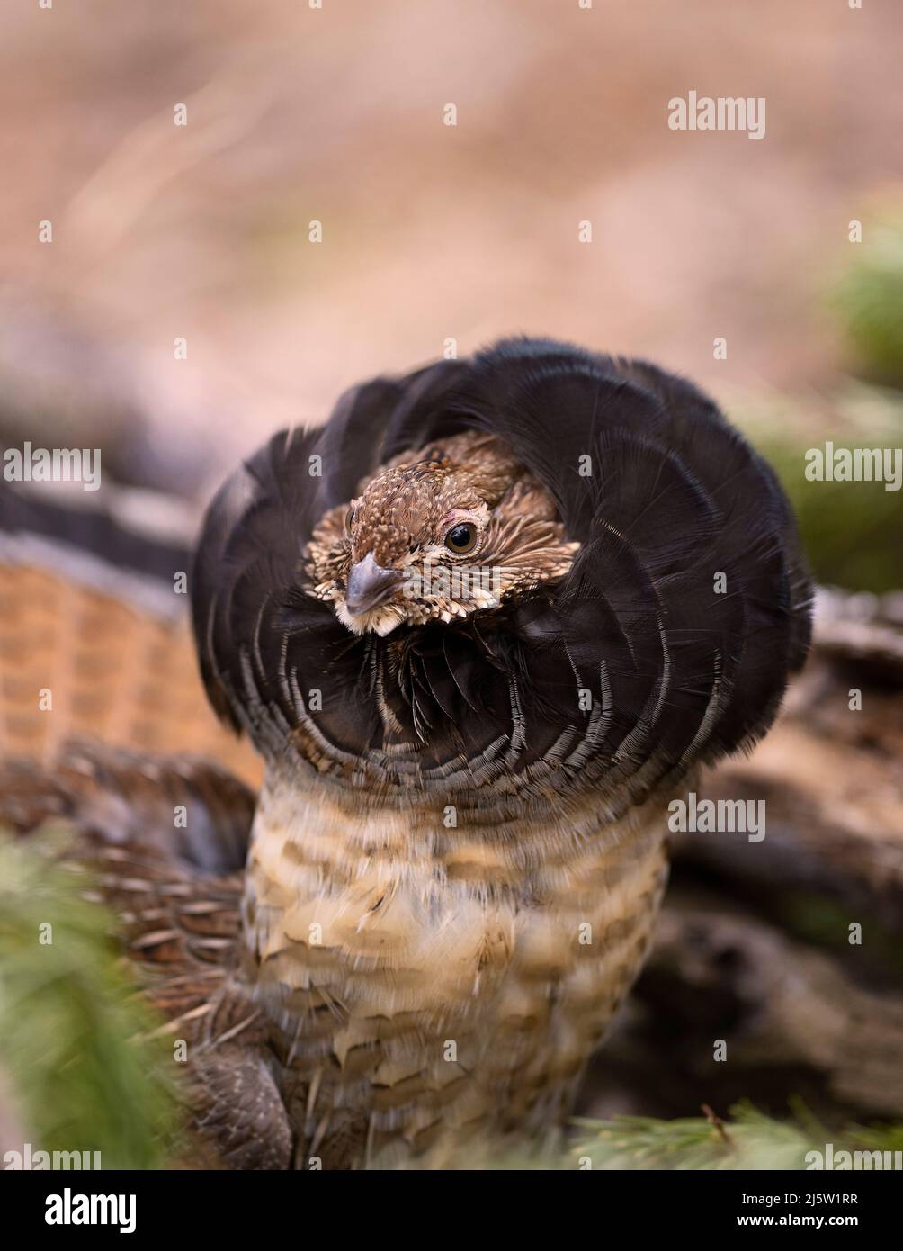 A Male Ruffed Grouse in the spring in Minnesota Stock Photo - Alamy