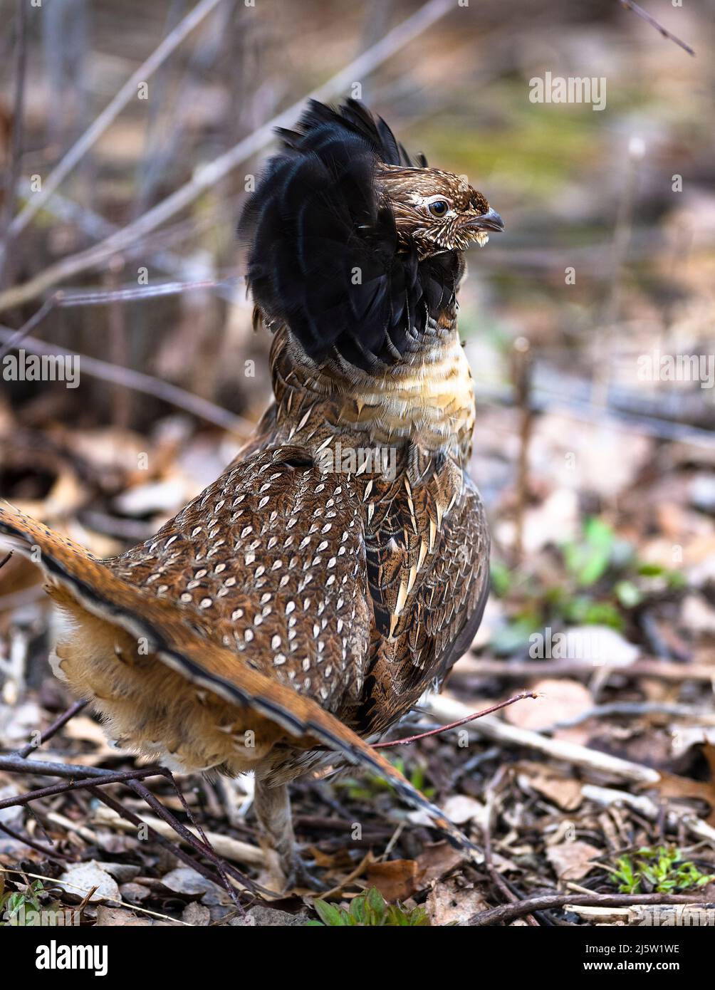 A Male Ruffed Grouse in the spring in Minnesota Stock Photo - Alamy