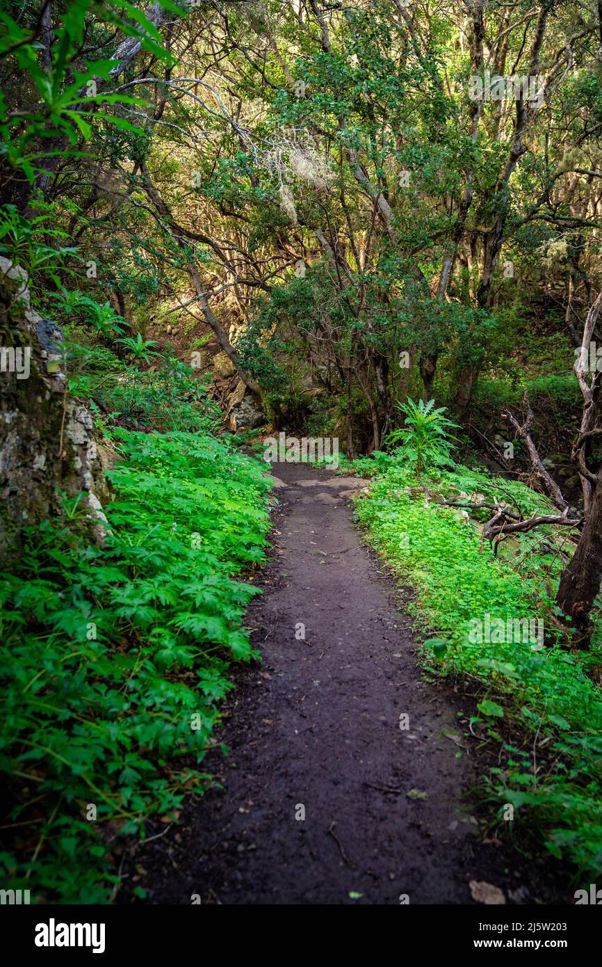 The Anaga National Park at the Island Tenerife Stock Photo - Alamy