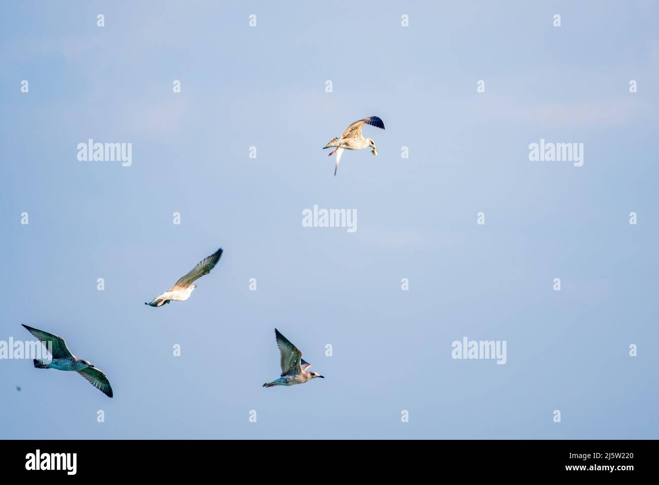 Four sea gulls in the clear blue sky. The Great black-backed gull ...