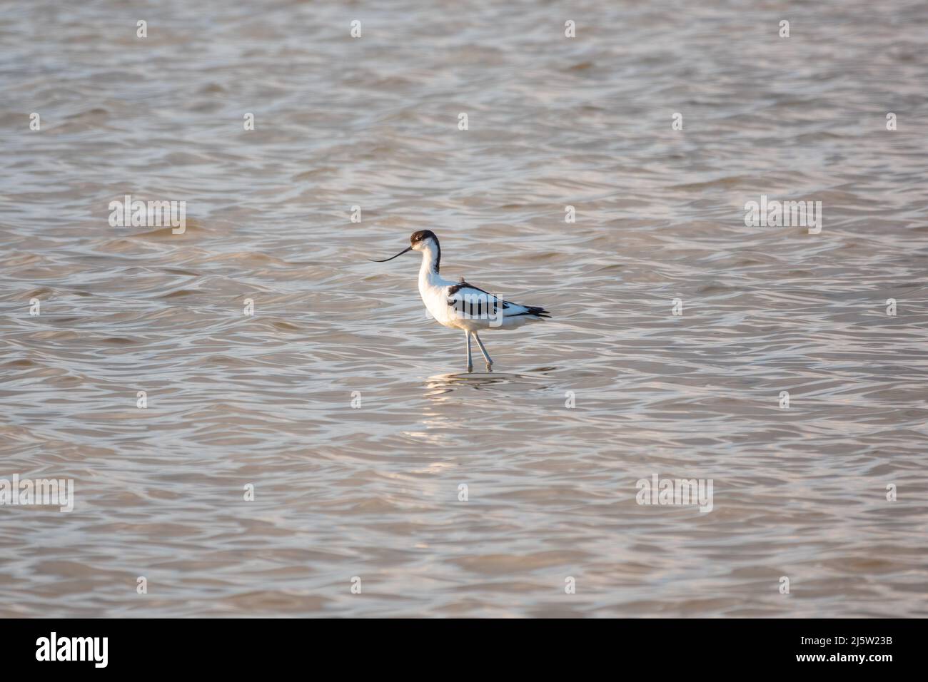 Water bird pied avocet, Recurvirostra avosetta, feeding in the lake ...