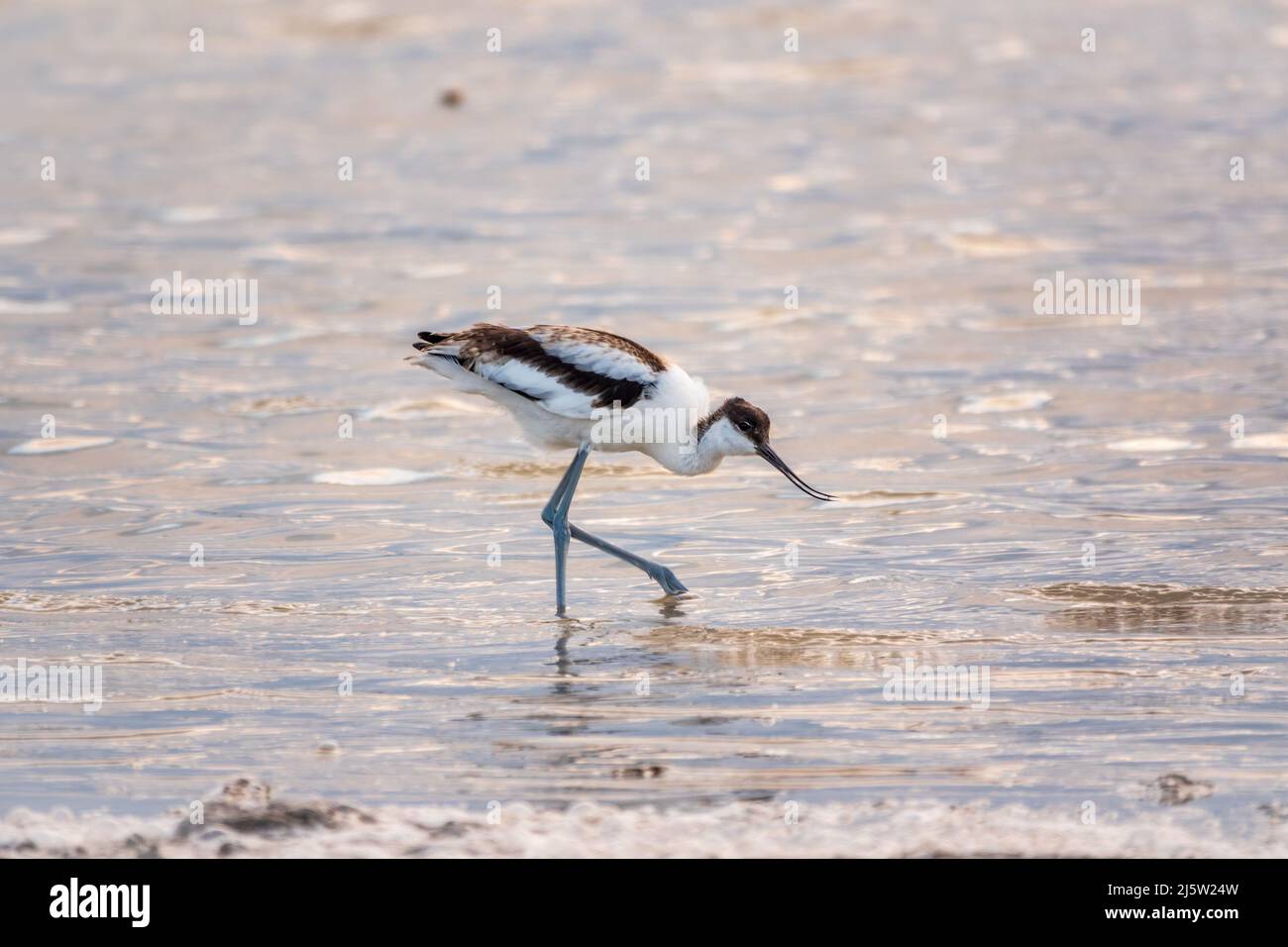Water bird pied avocet, Recurvirostra avosetta, feeding in the lake ...