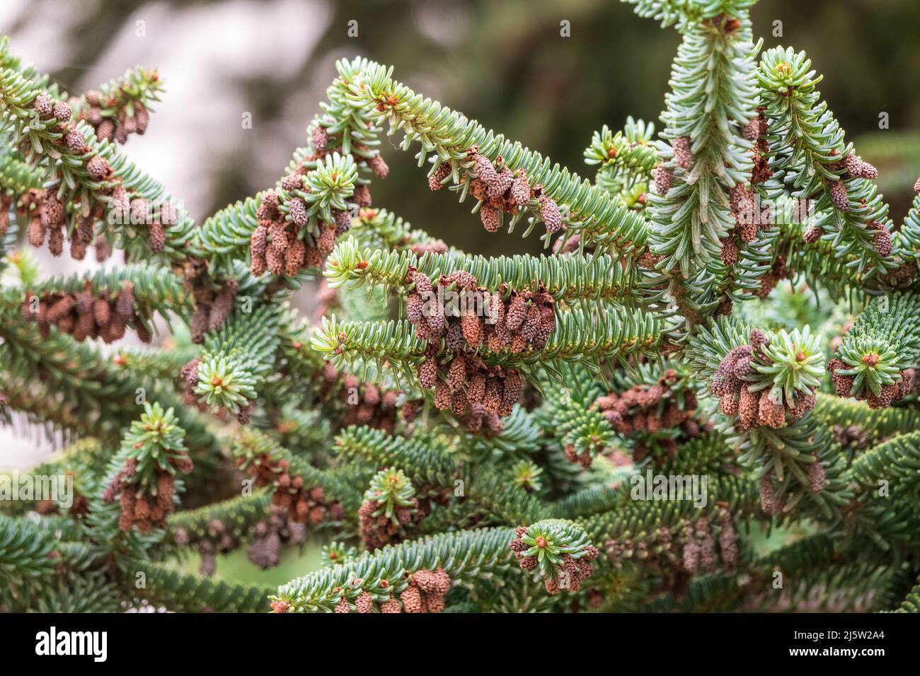 Noble or Red Fir Tree, or Christmas tree Abies procera, with needles ...