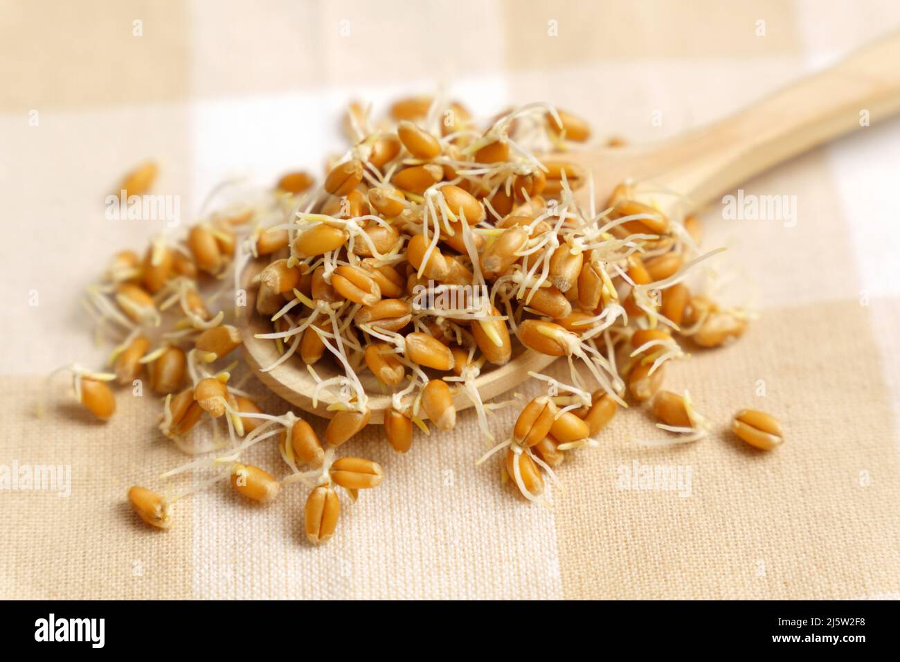Germinated grains of wheat. healthy food concept. Healthy organic ...