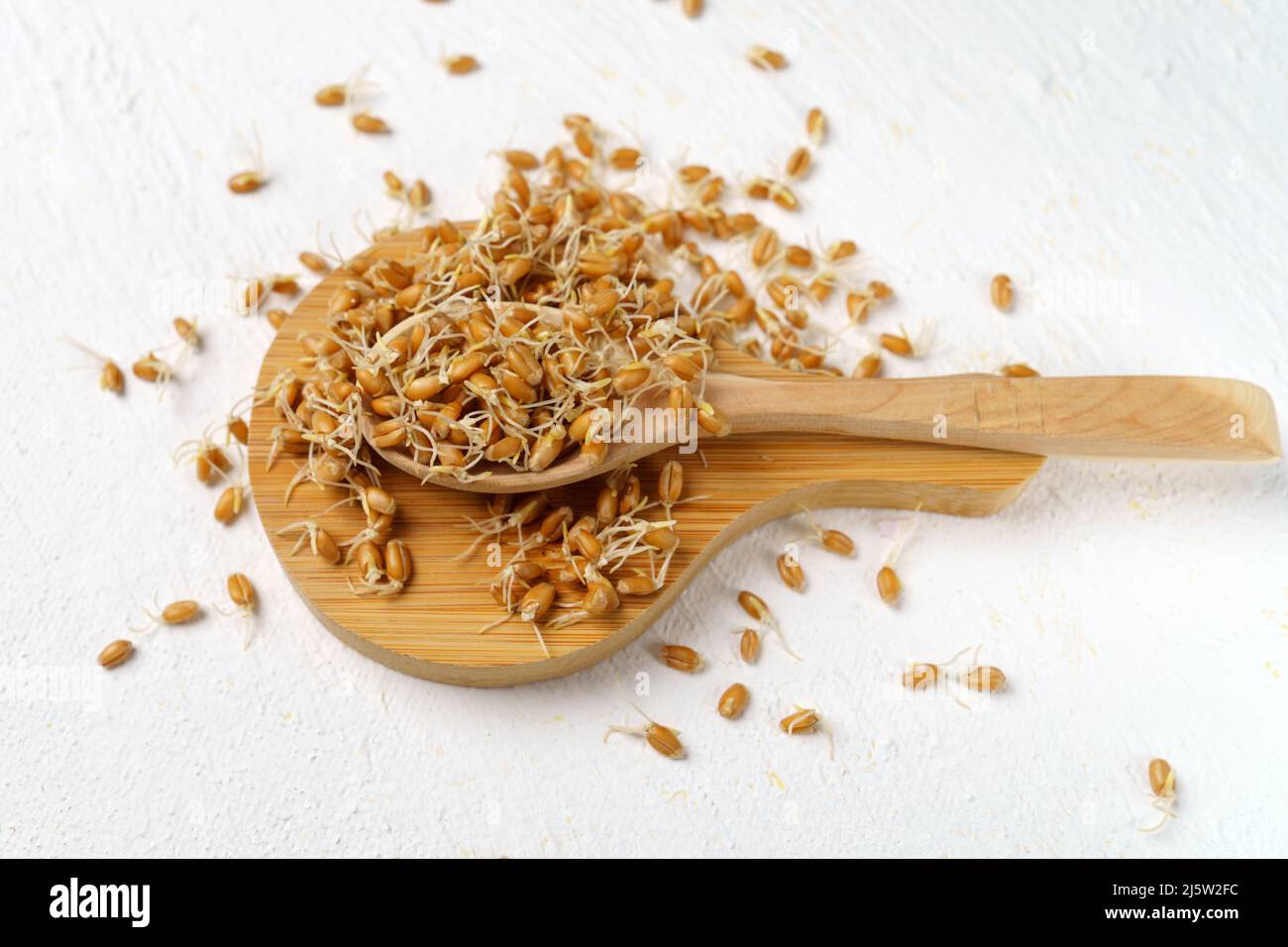 Germinated grains of wheat. healthy food concept. Healthy organic ...