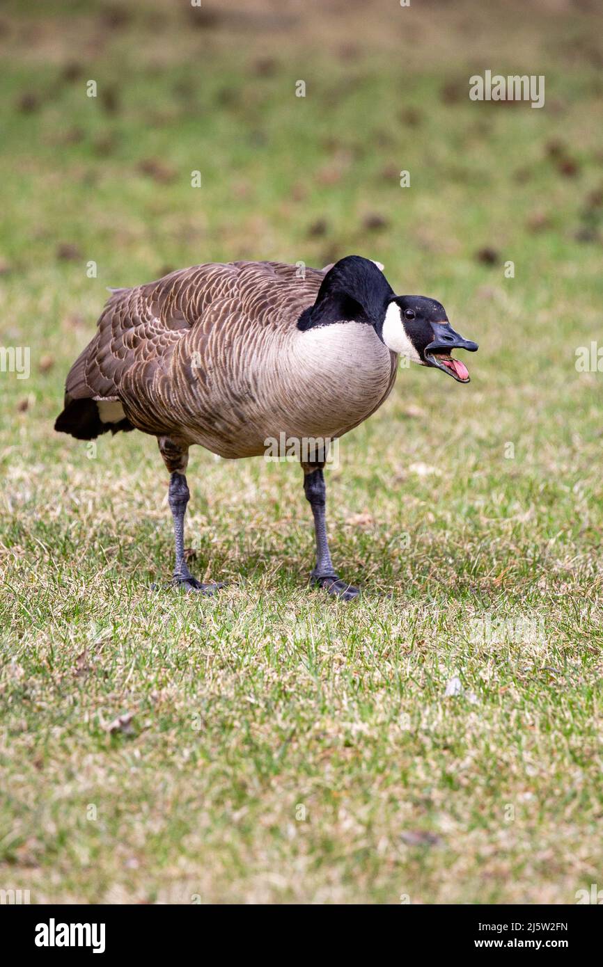 Talking geese hi-res stock photography and images - Alamy