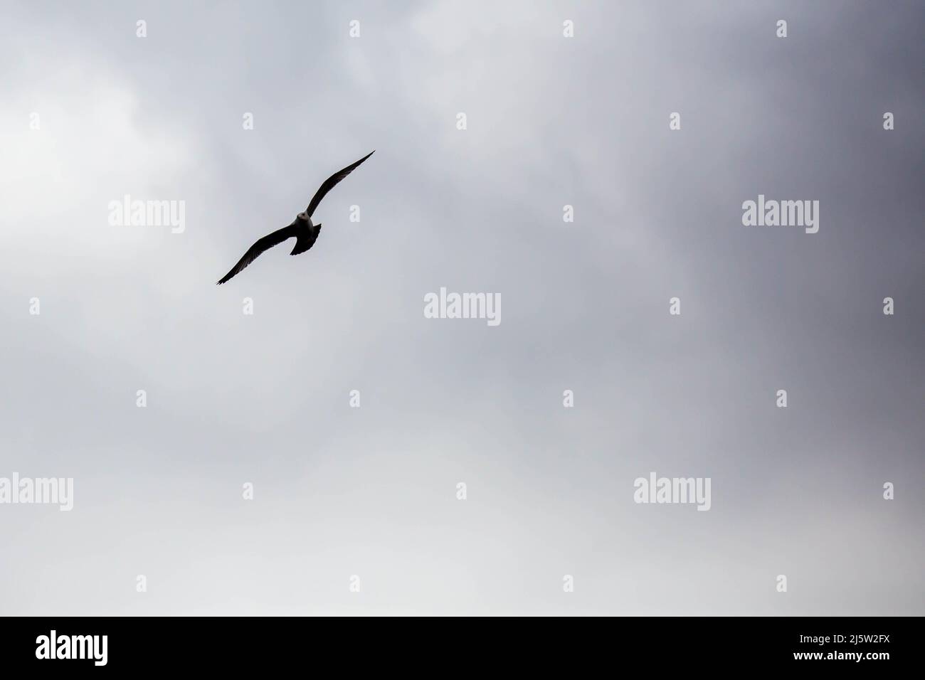 Seagull in flight dark background hi-res stock photography and images ...