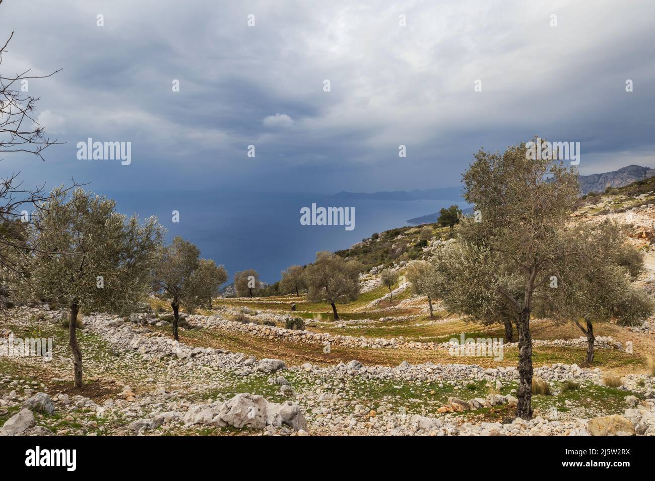 Terraced fields and olive trees in turkey Stock Photo - Alamy