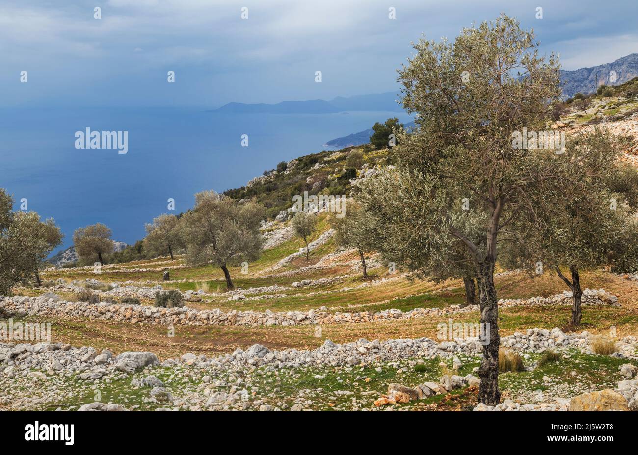 Terraced fields and olive trees in turkey Stock Photo - Alamy