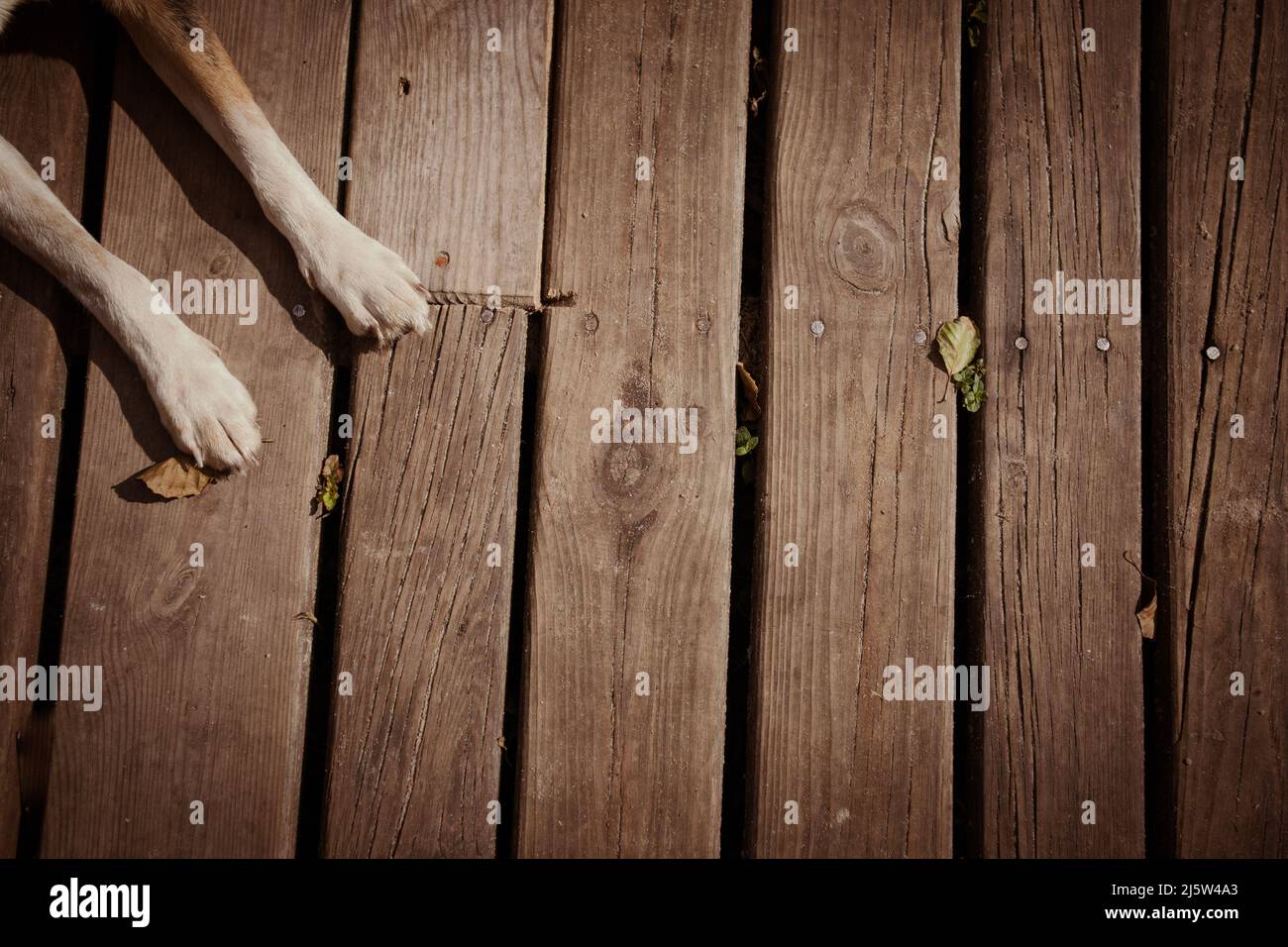 Wooden floor paws hi-res stock photography and images - Alamy