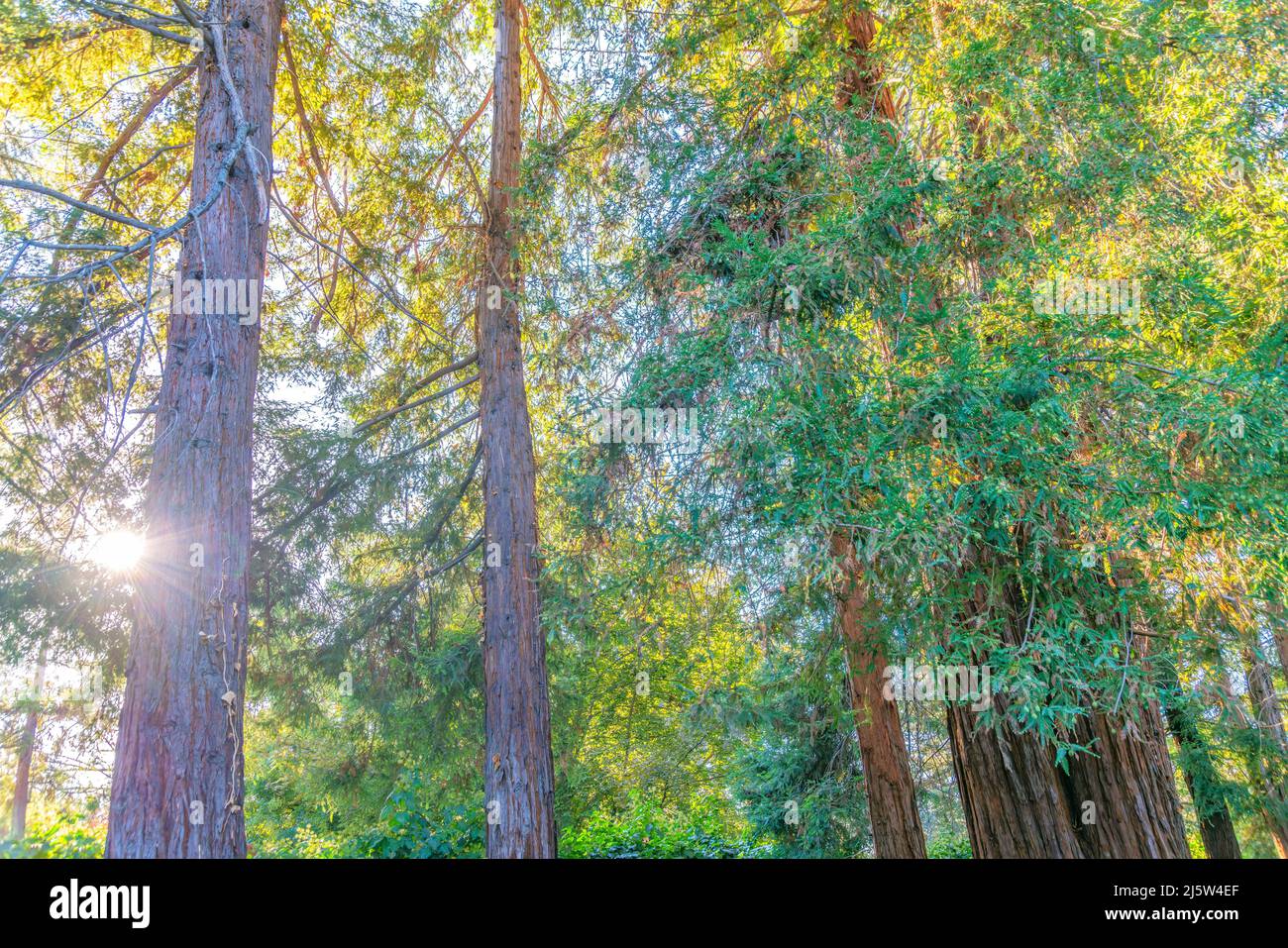 Light peeking through trees hi-res stock photography and images - Alamy