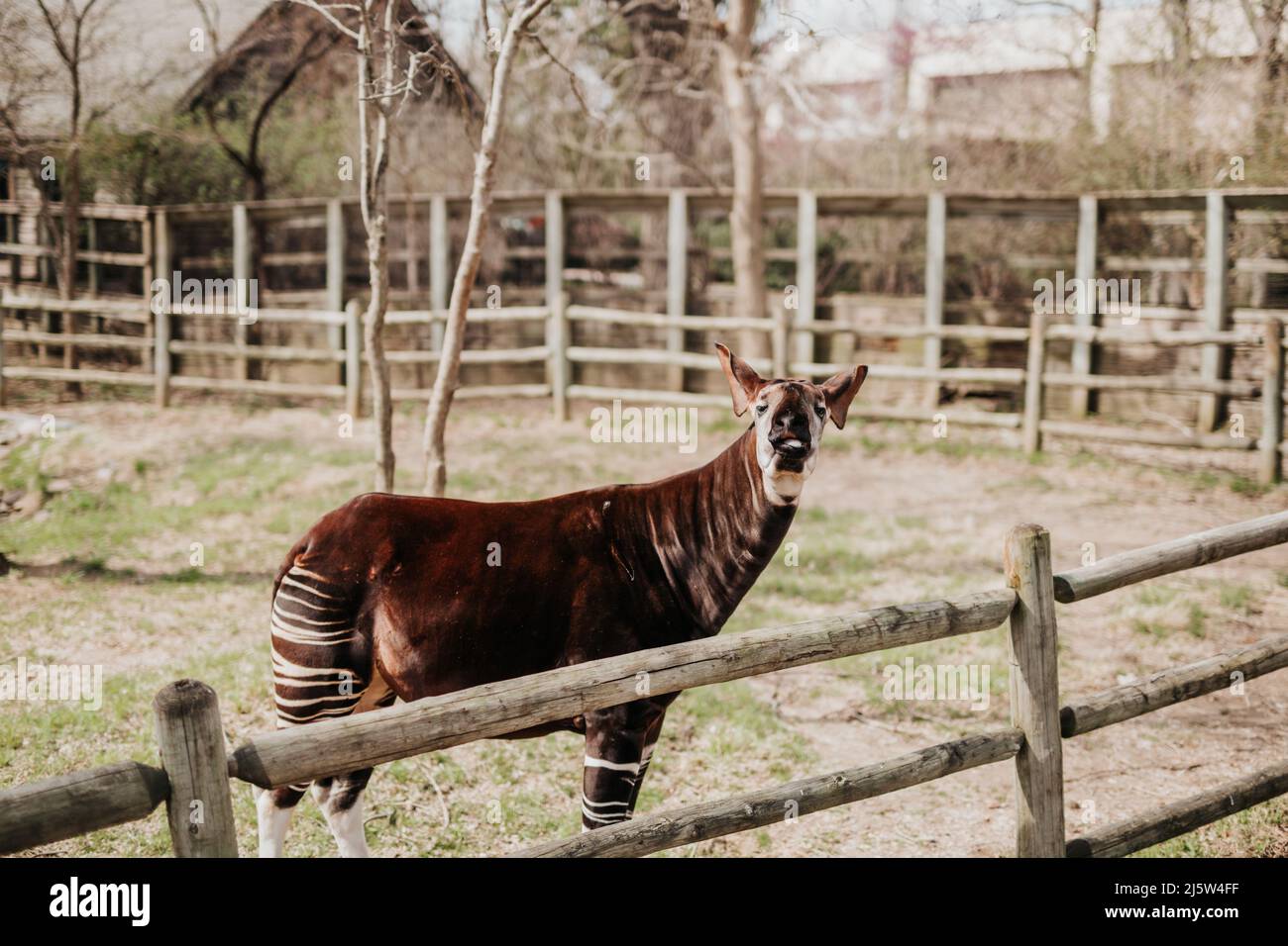 Okapi close up hi-res stock photography and images - Alamy