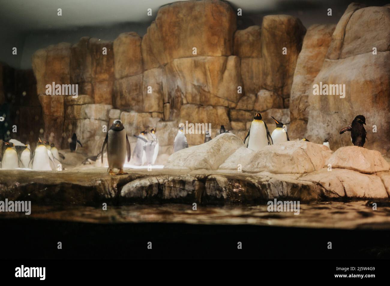 Henry Doorly Zoo Omaha Ne Wolf