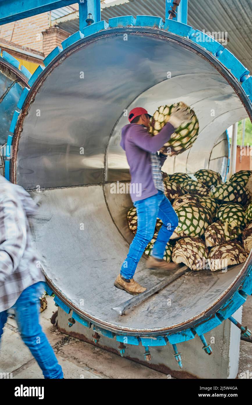 Man piling agave in oven ready to steam it Stock Photo - Alamy