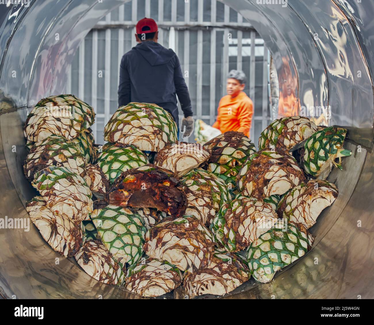 Man piling agave in oven ready to steam it Stock Photo - Alamy