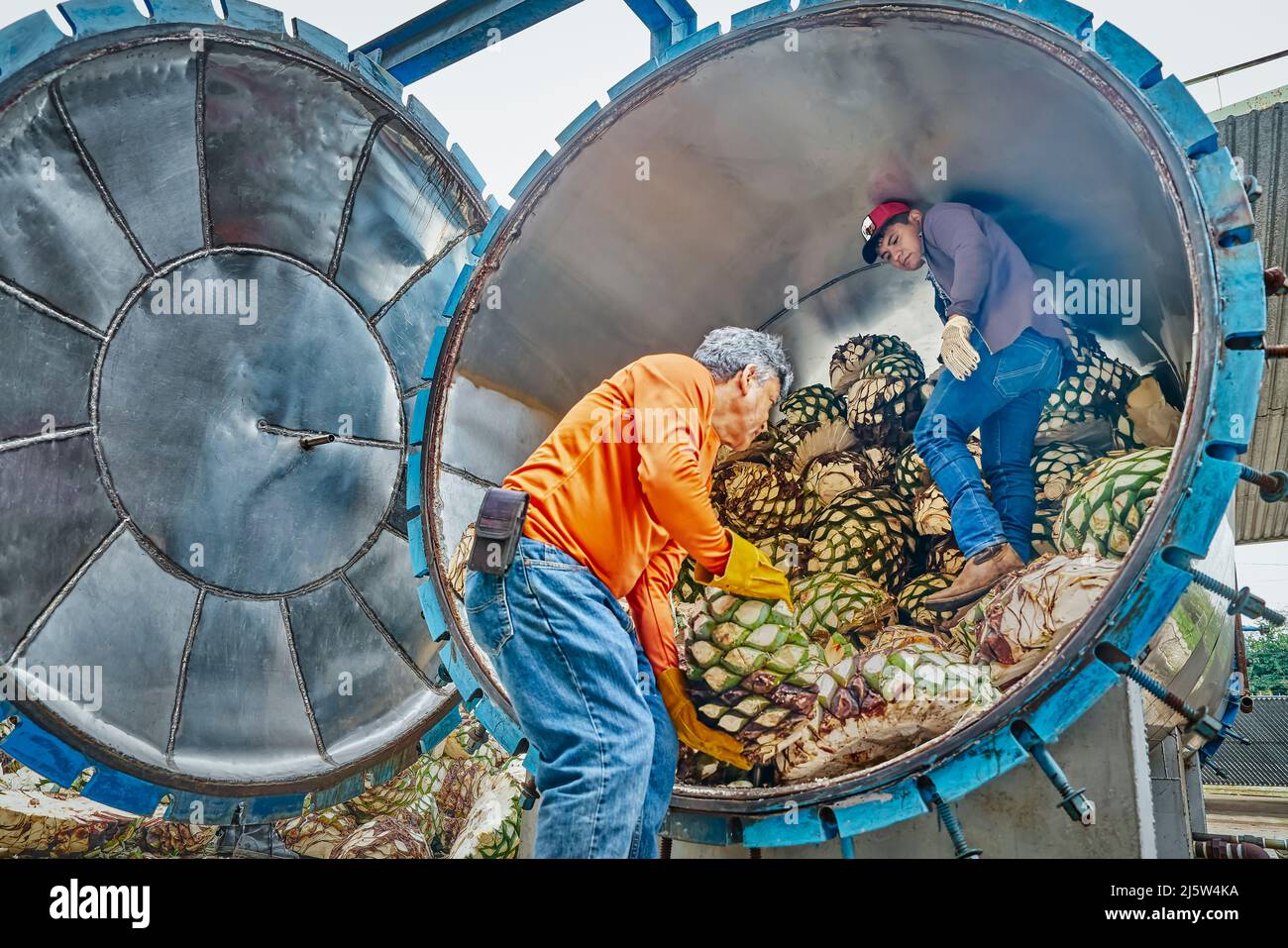 Man piling agave in oven ready to steam it Stock Photo - Alamy