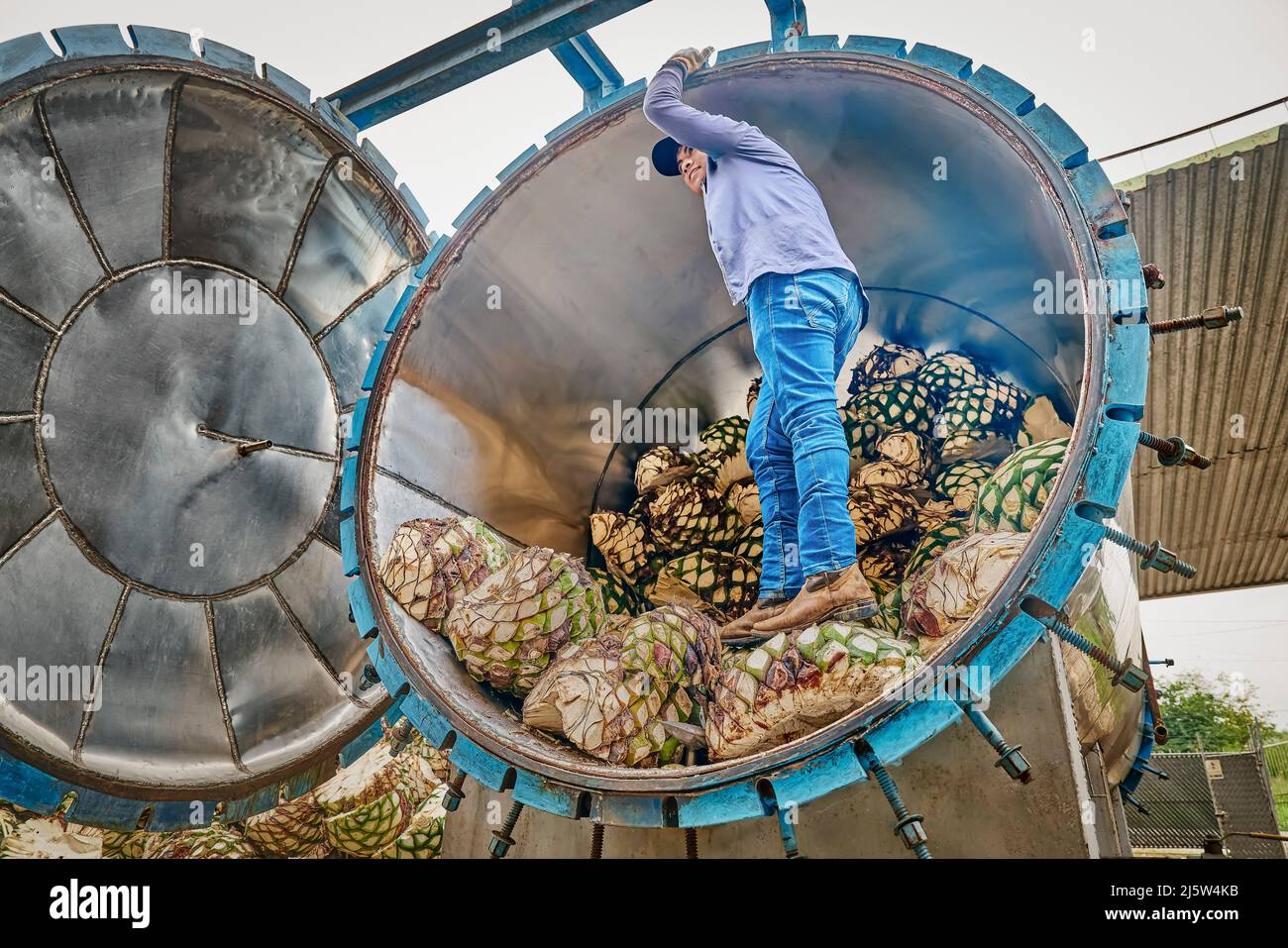 Man piling agave in oven ready to steam it Stock Photo - Alamy